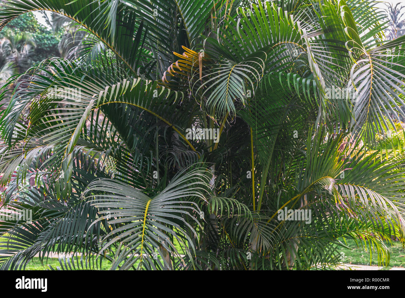 Palm tree. The branches of a tropical plant close-up in a modern ...