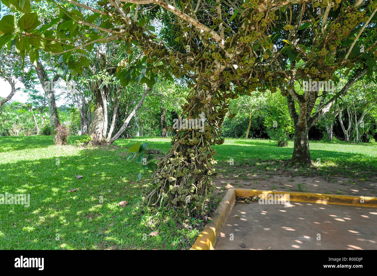 Figs tree in Iguazu garden in Argentina Stock Photo - Alamy