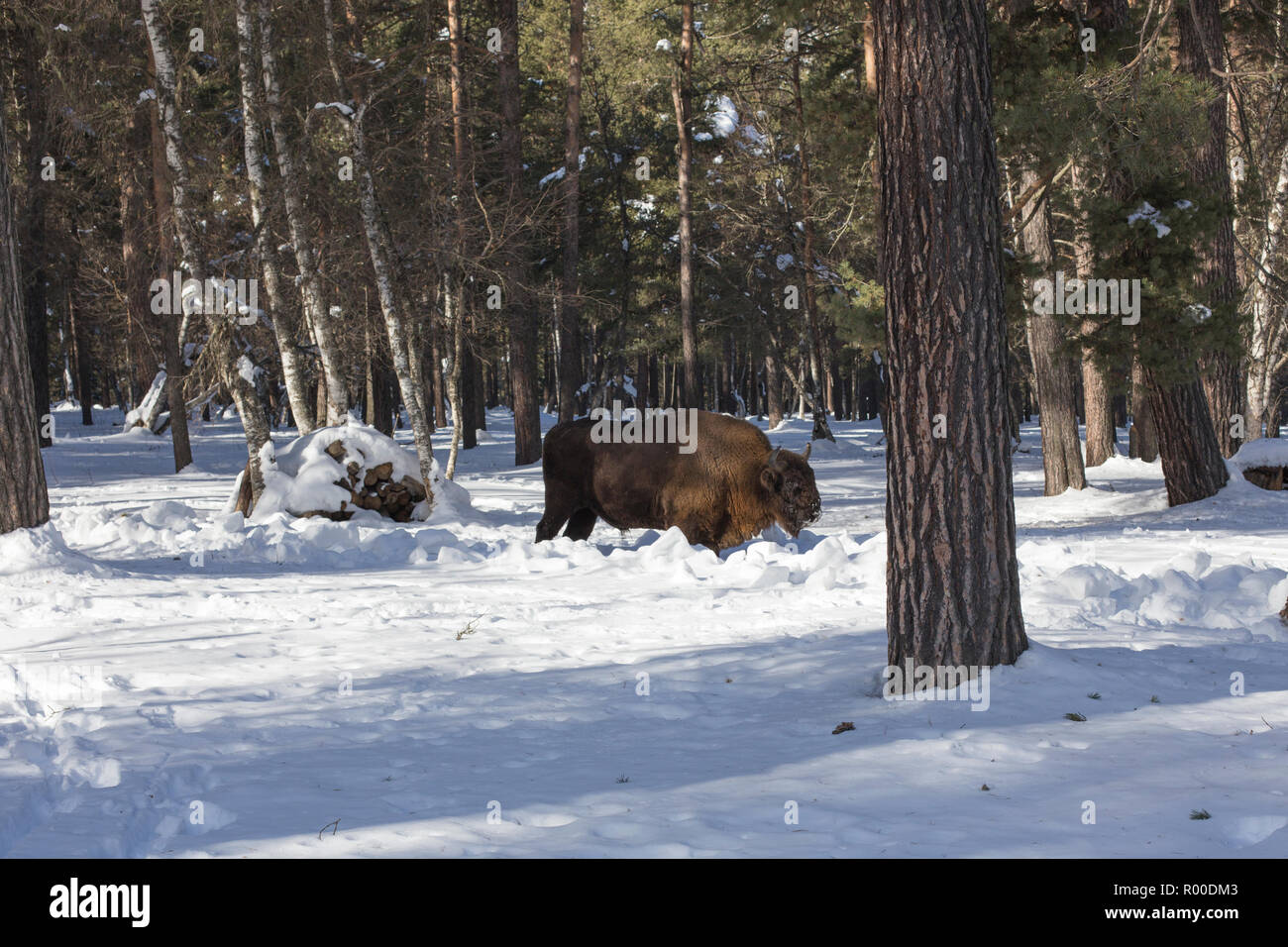 European bison in the winter forest, buffalo bison in natural ...