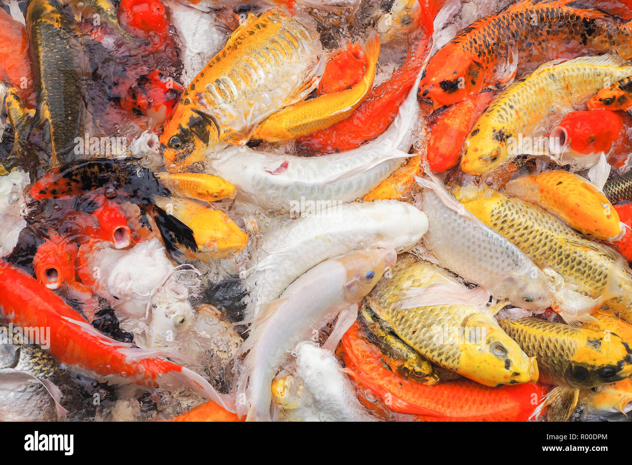 Colorful of many koi fish are waiting to eat in the pond for background ...