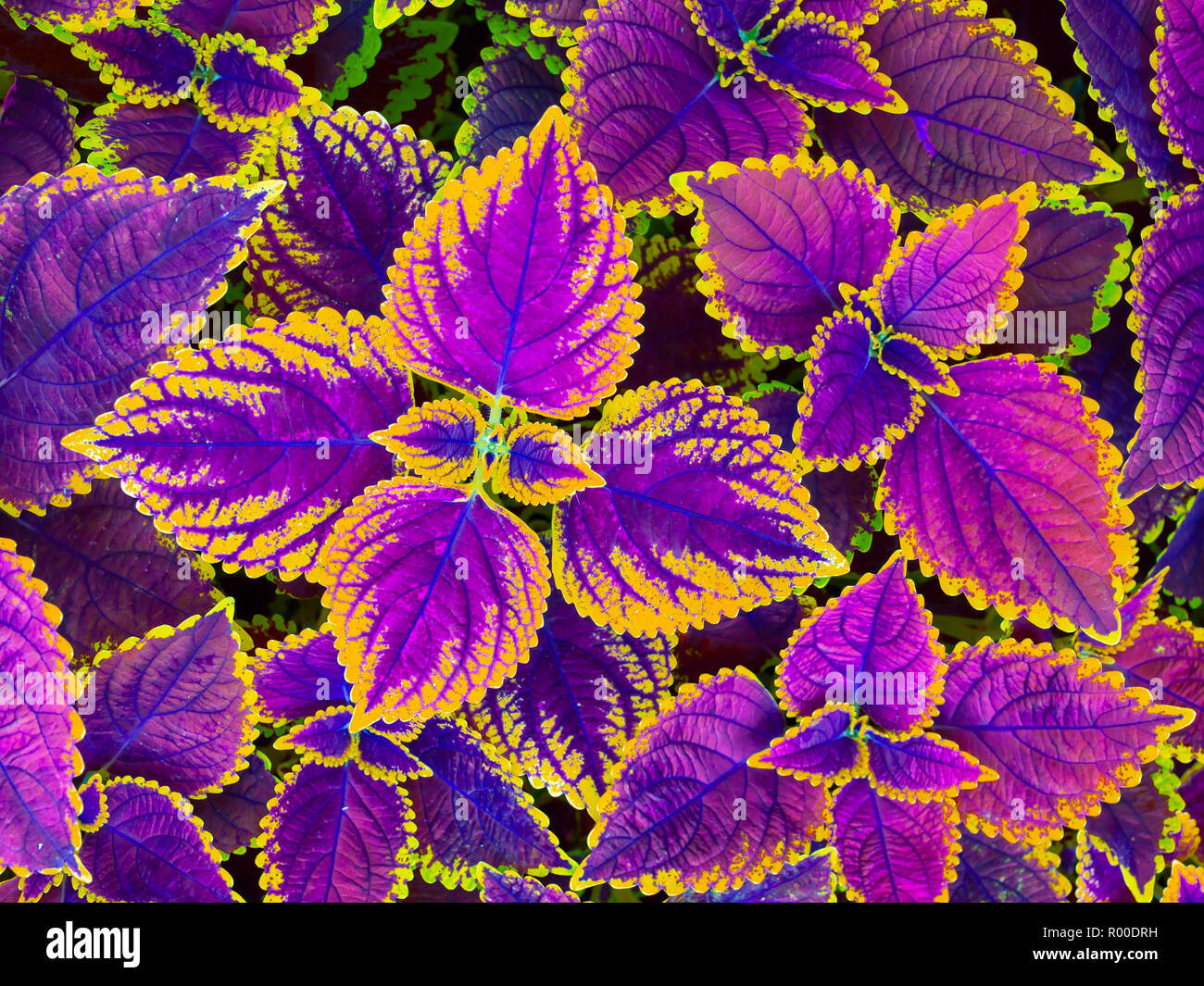 Colorful leaf pattern nature background Stock Photo - Alamy