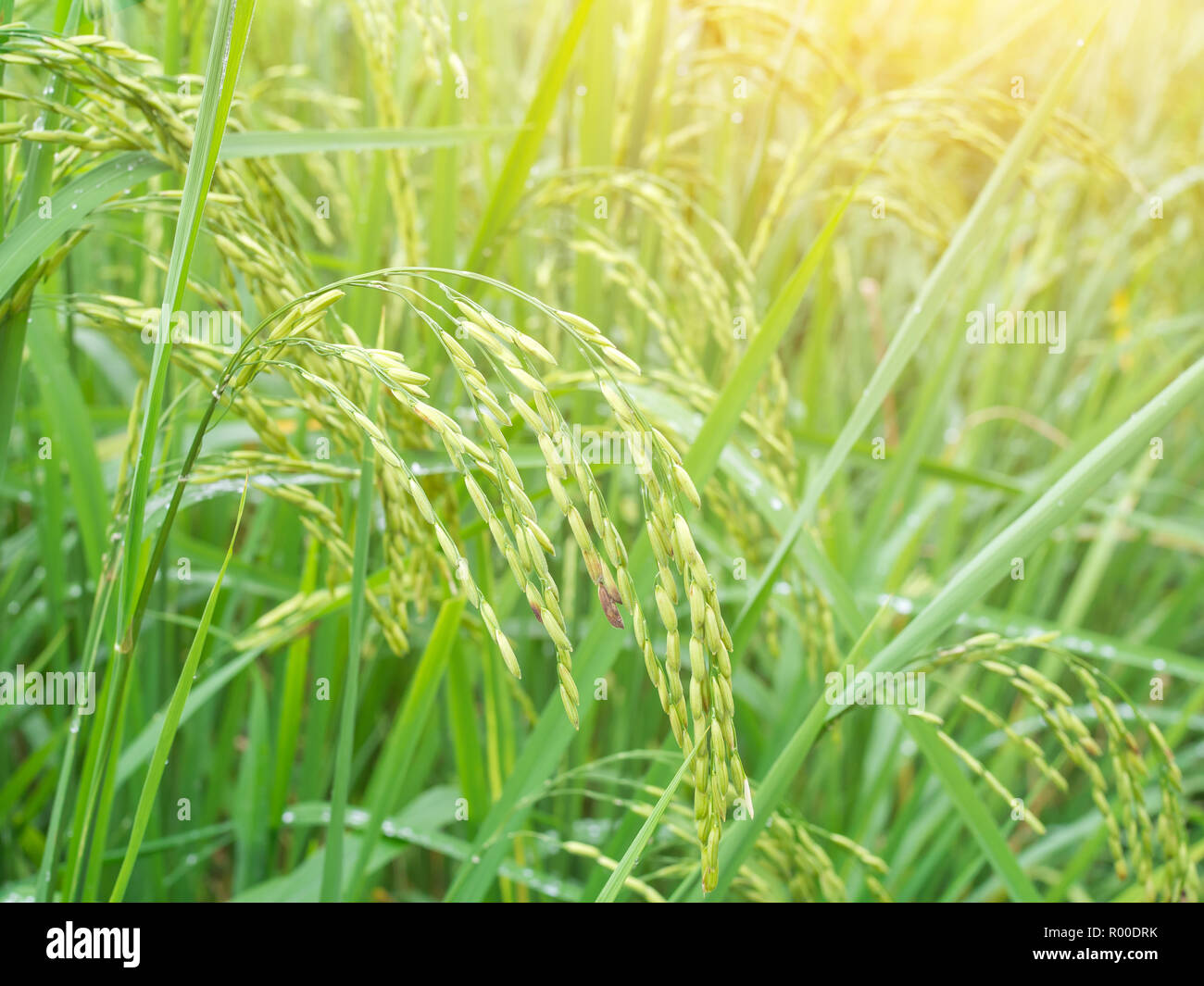 Green paddy rice background. ear of paddy Stock Photo - Alamy