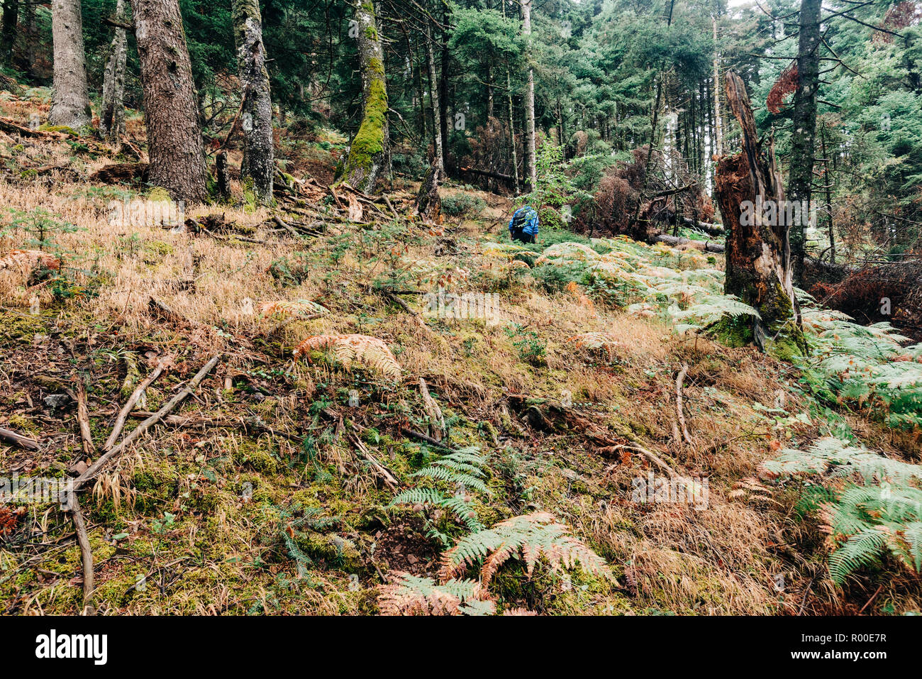 cloudy forest landscape, with tall trees and small paths Stock Photo ...