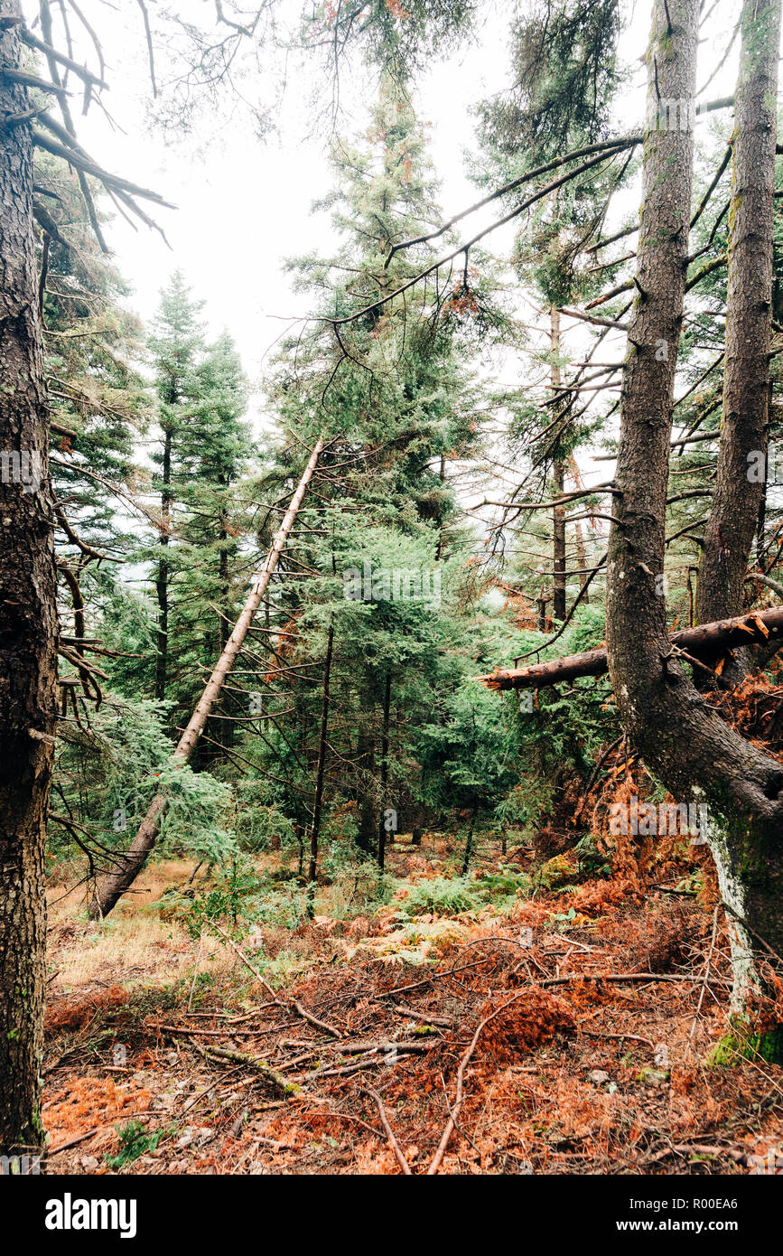 cloudy forest landscape, with tall trees and small paths Stock Photo ...