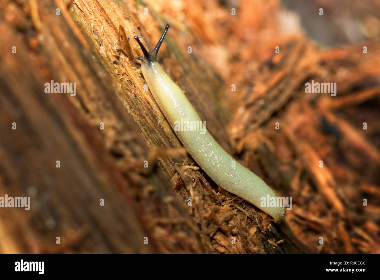 Arion intermedius hedgehog slug hi-res stock photography and images - Alamy