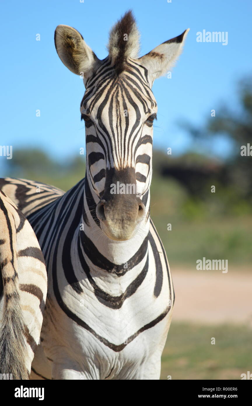 Zebra Close up Stock Photo - Alamy