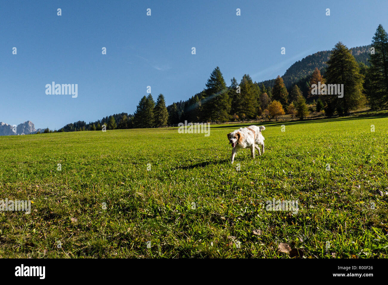 Dog playing and running on an alpine meadow on the italian alps in ...