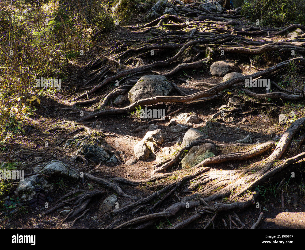 Larch trees hi-res stock photography and images - Alamy