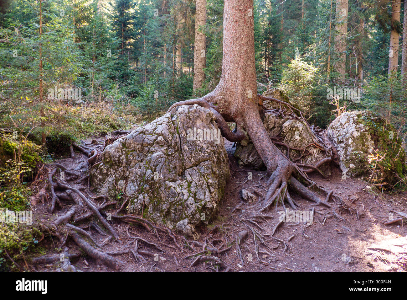 closeup view of larch trees roots Stock Photo - Alamy