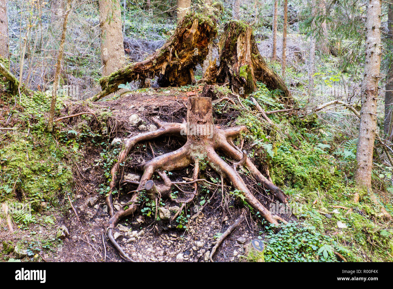closeup view of larch trees roots Stock Photo - Alamy