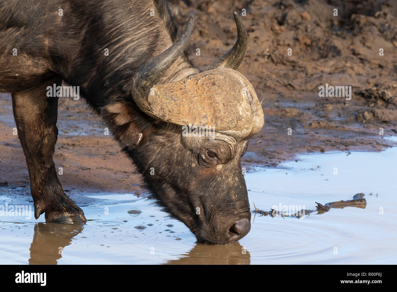 A close up shot of Cape Buffalo Synceros caffer bull drinking at waters ...