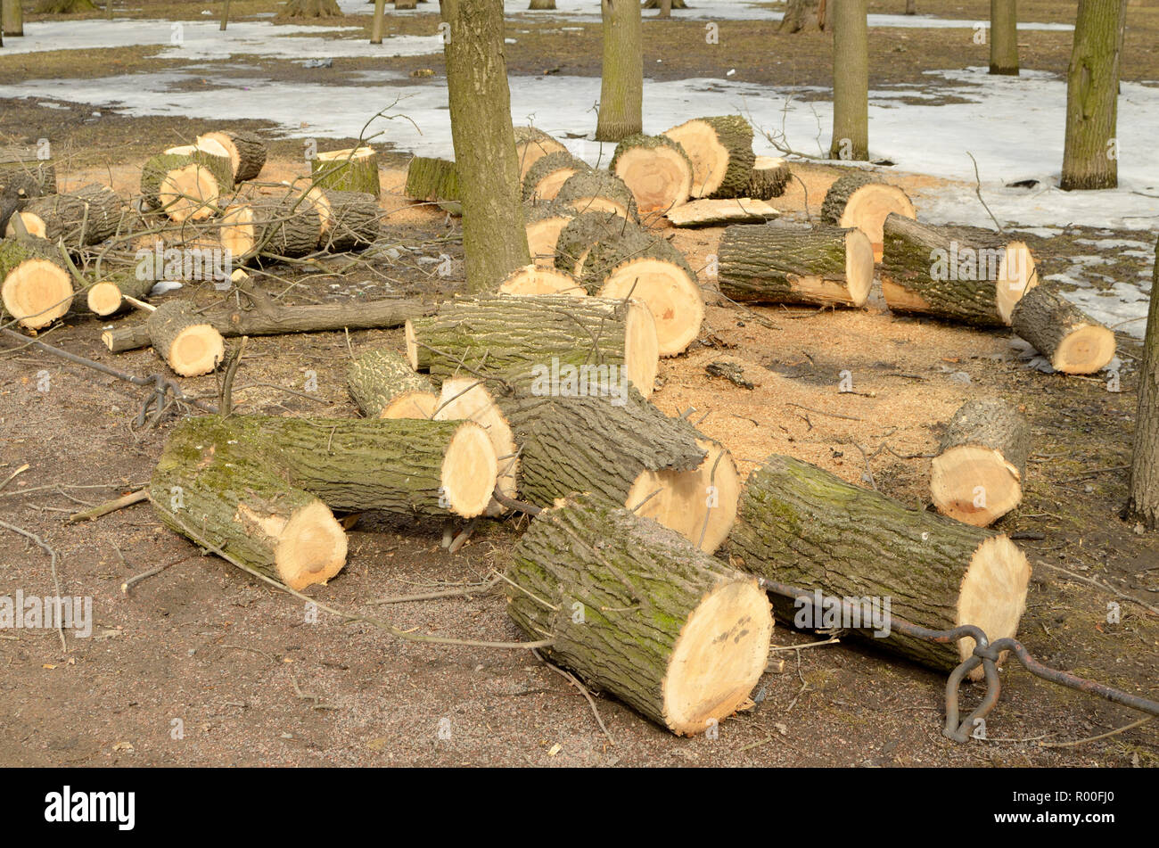 Cleaning the Park.Old trees are being cut down.They cut them into lumps ...