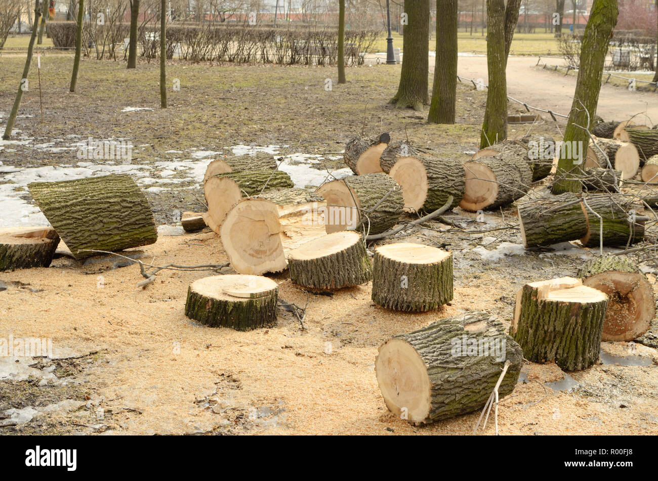 Trees are being cut hi-res stock photography and images - Alamy