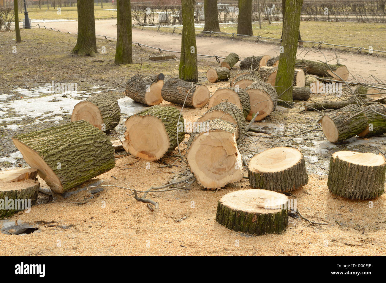 Cleaning the Park.Old trees are being cut down.They cut them into lumps ...