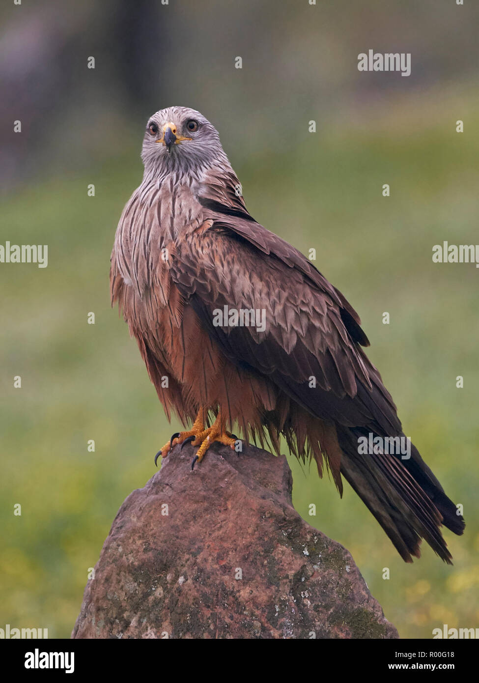 Black kite resting in its natural habitat Stock Photo - Alamy