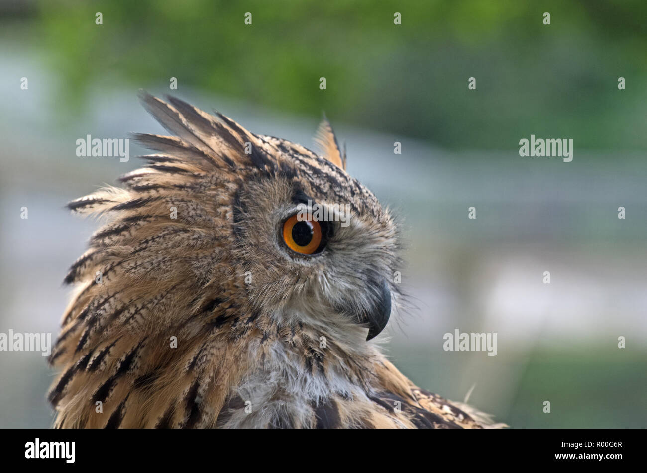 Eagle Owl Bud Bud Head Captive Stock Photo - Alamy