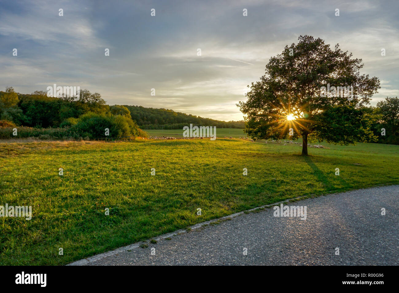 Sunlight filtering through leaves hi-res stock photography and images ...