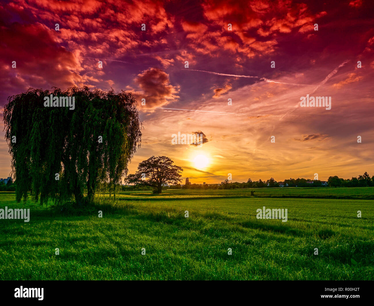 Weeping willow in park hi-res stock photography and images - Alamy