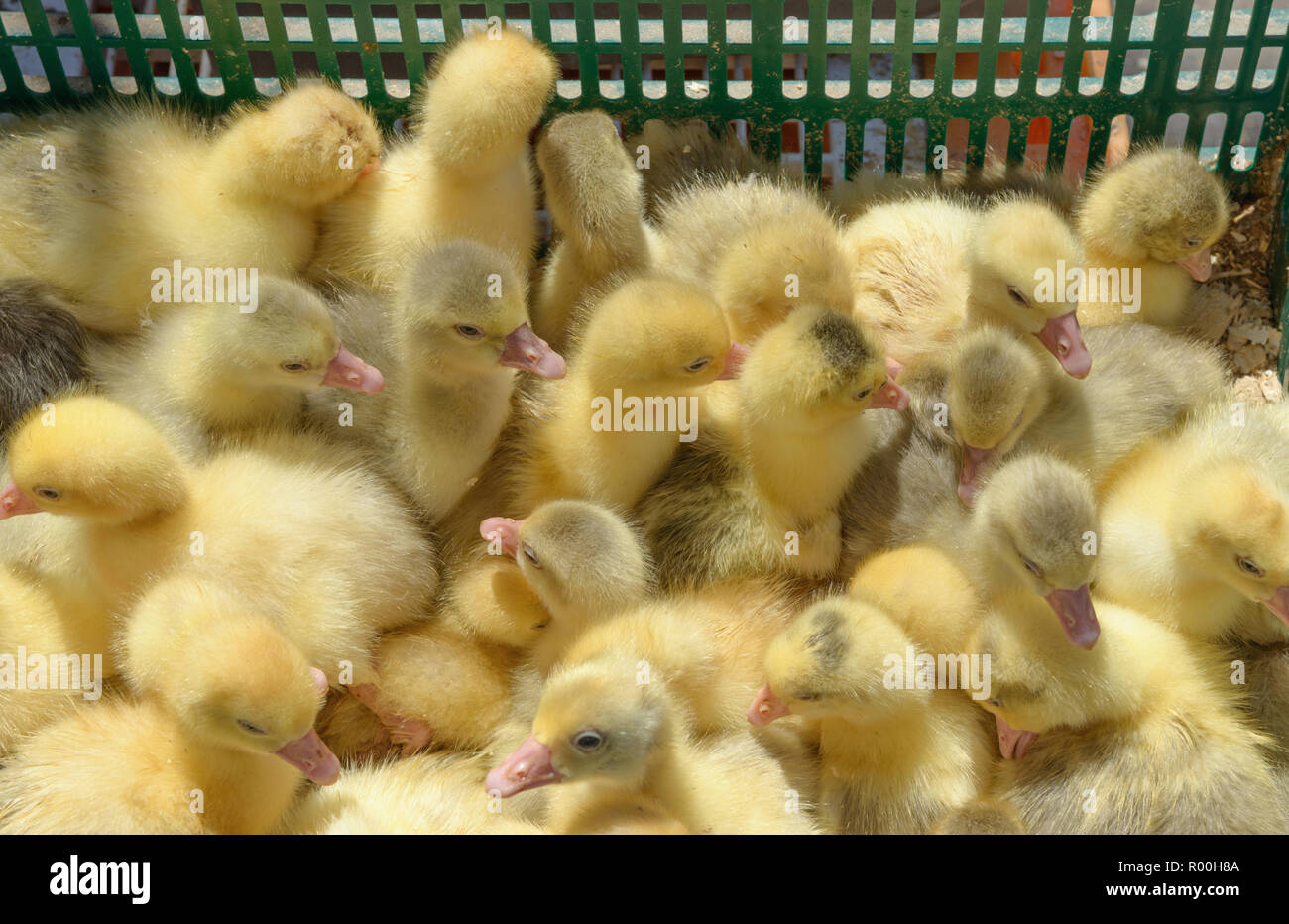 Close-up group of cute little yellow ducklings that are thronging in ...