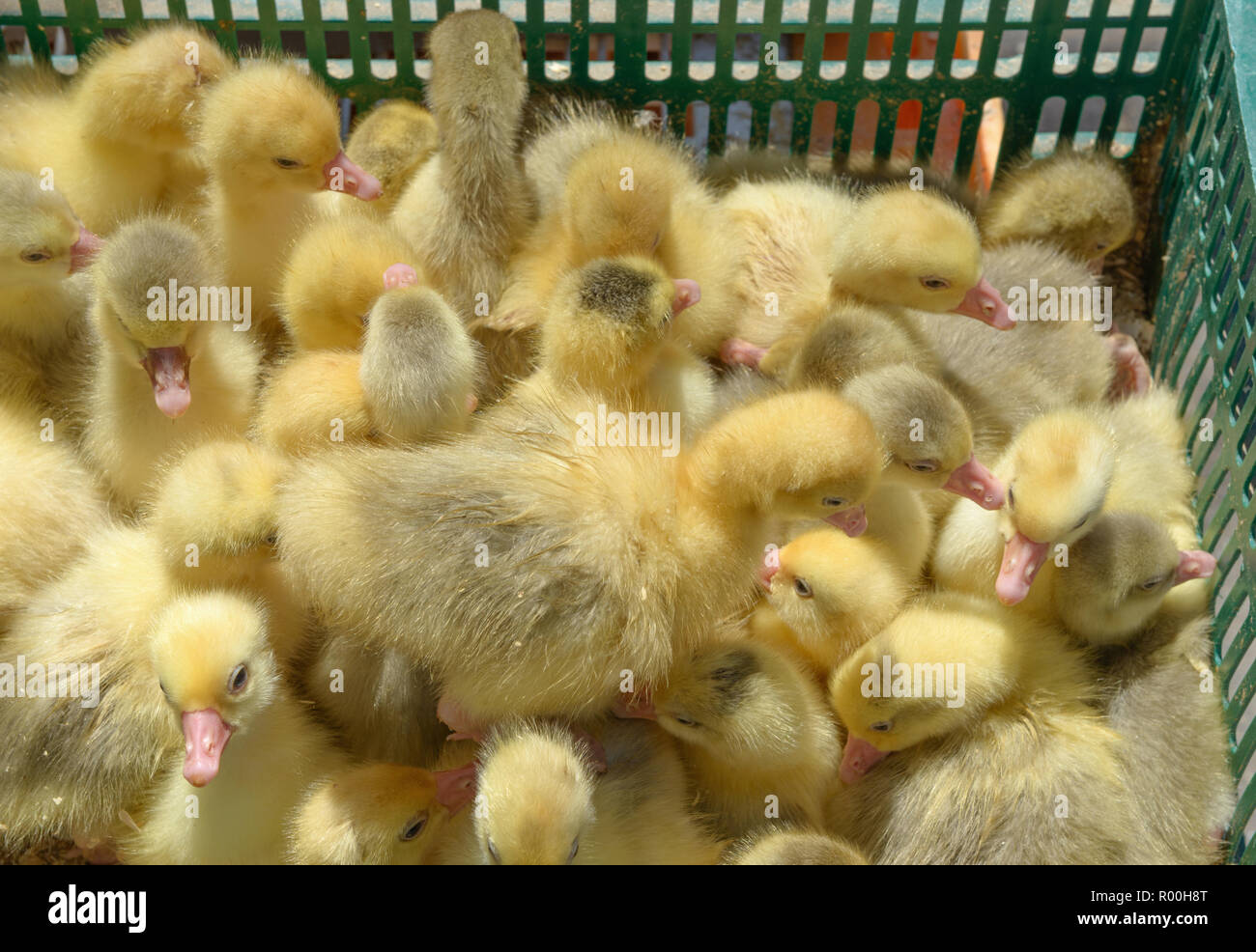 Close-up group of cute little yellow ducklings that are thronging in ...