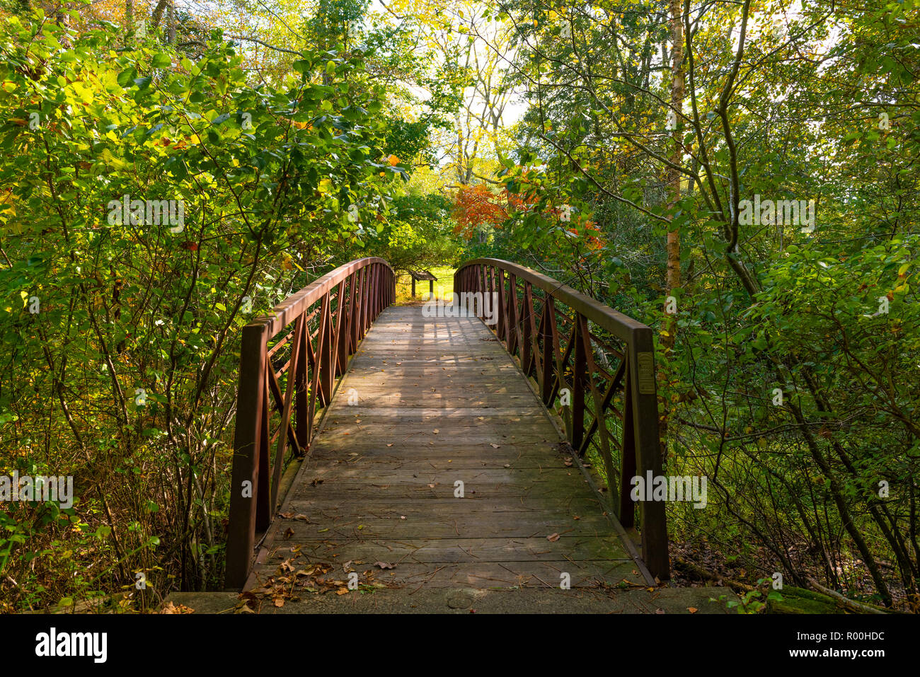 Forest path leads to the forest clearing hi-res stock photography and ...
