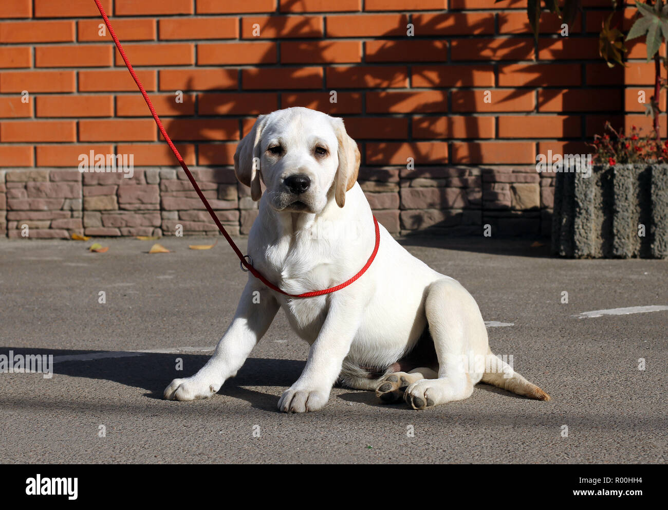 cute nice sweet yellow labrador Stock Photo - Alamy