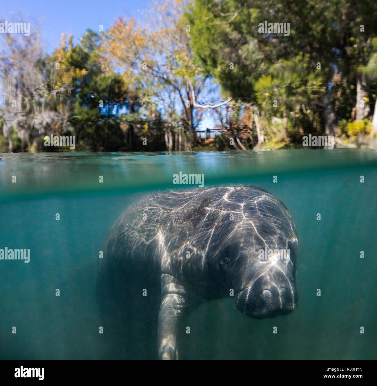 Sea cow hi-res stock photography and images - Alamy