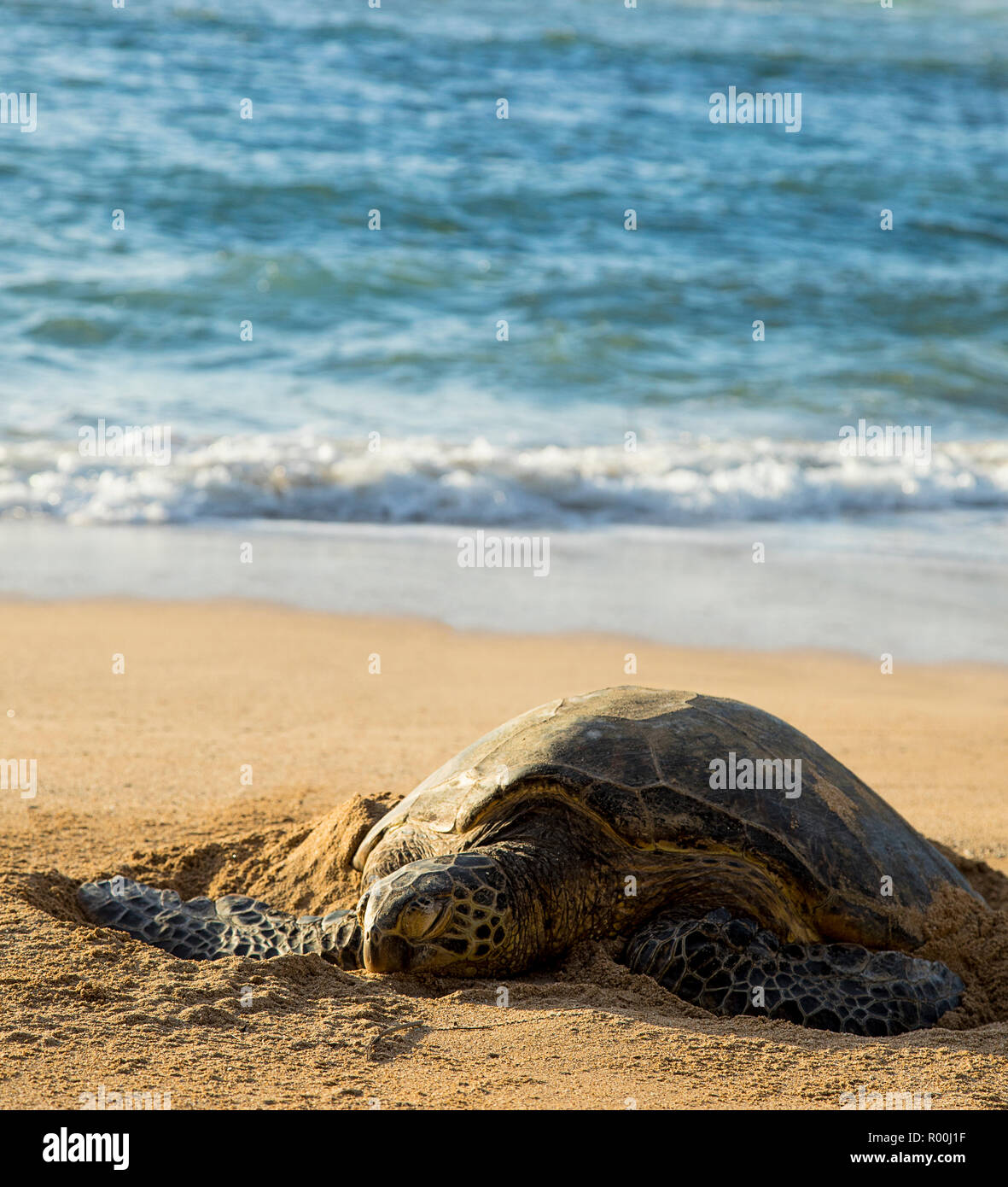 Turtle on the beach at sunset in Hawaii Stock Photo - Alamy