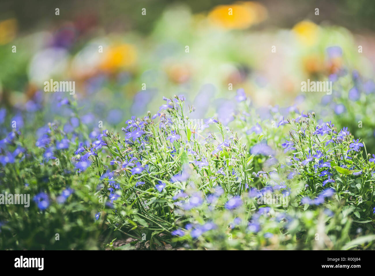 flowerbed with beautiful blue flowers in the park, blurred background ...