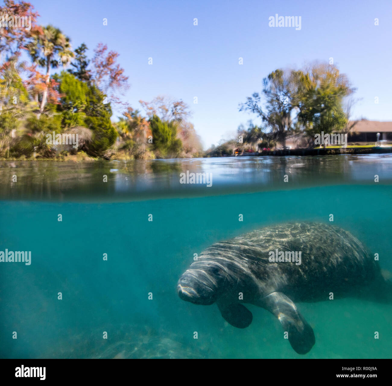 Sea cow hi-res stock photography and images - Alamy