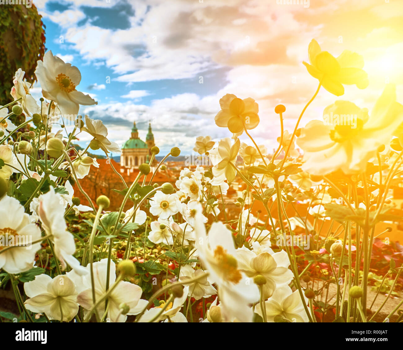 Prague spring flowers hi-res stock photography and images - Alamy