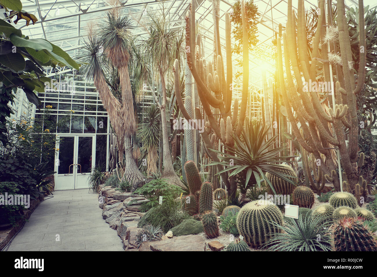 Tropical path with green tropical plants, palms and catuses with sunset ...