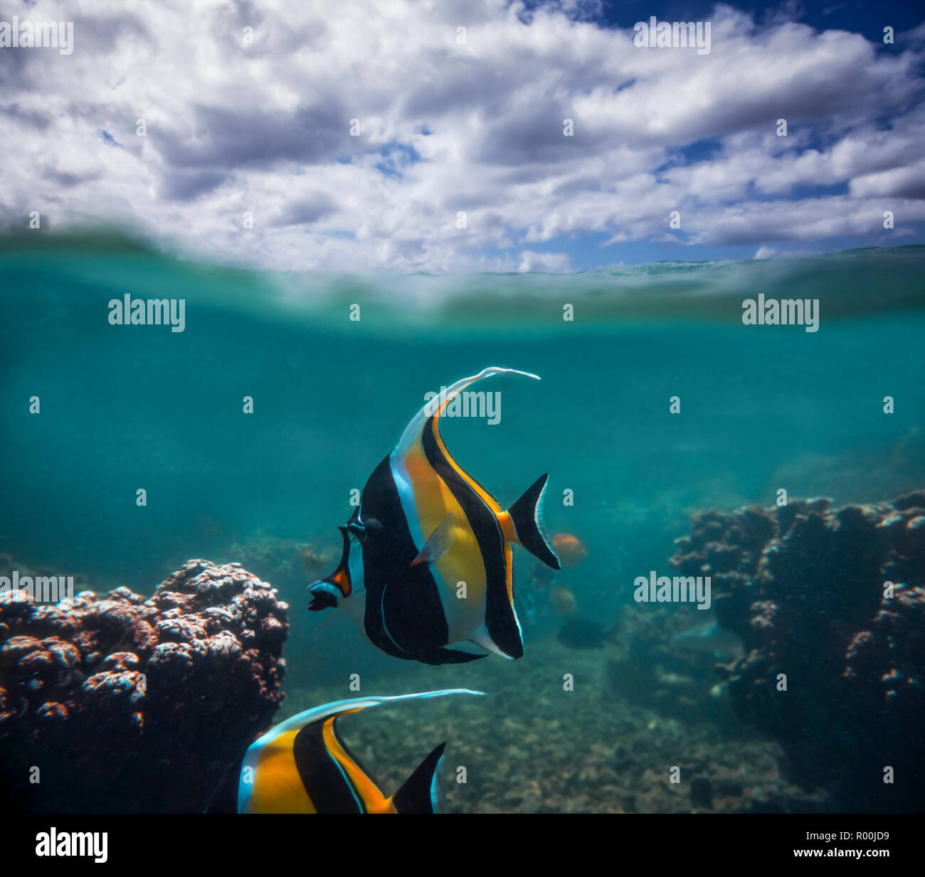 Underwater photography fish hi-res stock photography and images - Alamy