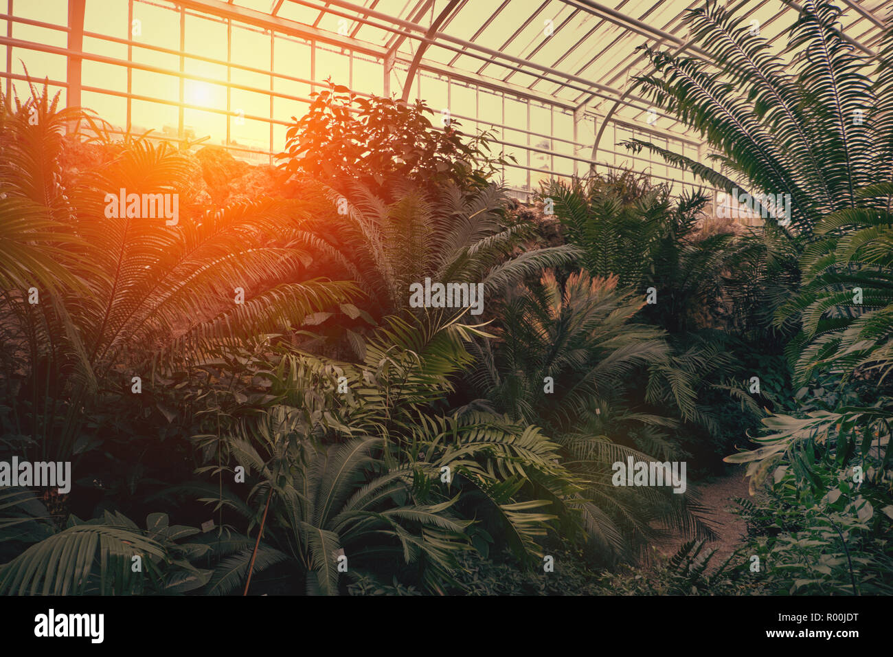 Tropical path with green tropical plants, palms and catuses with sunset ...