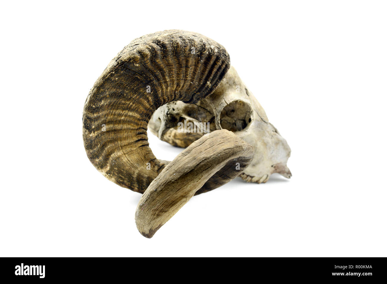 Goat skull hi-res stock photography and images - Alamy