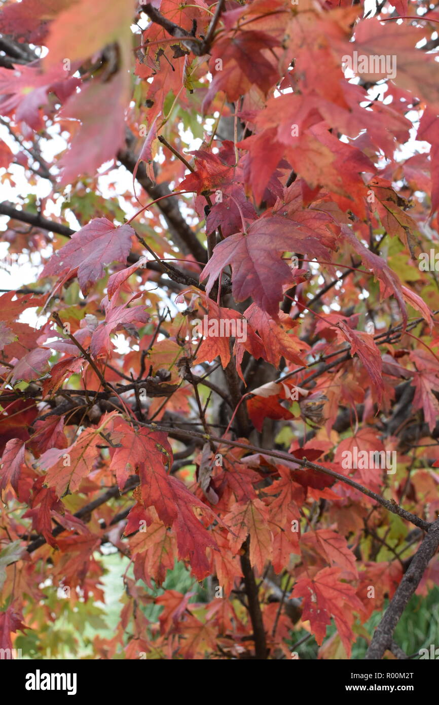 Red maple in the Tennessee Valley in late October Stock Photo - Alamy