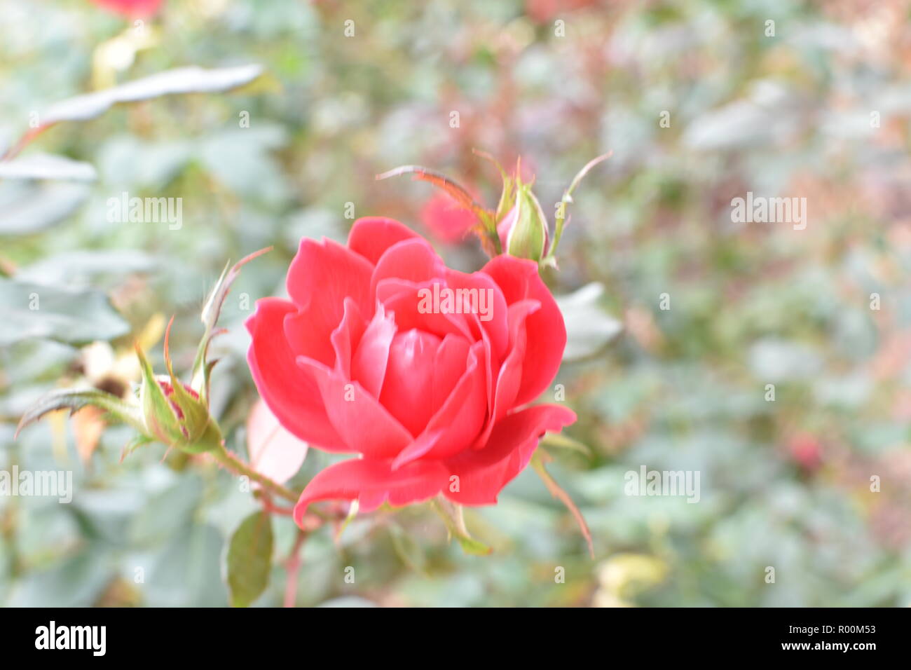 Full bloom red rose hi-res stock photography and images - Alamy
