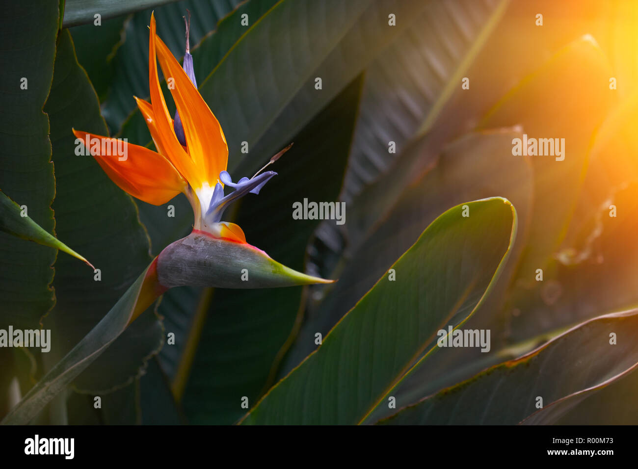 Beautifiul strelitzia flower in the botanic garden in Europa Stock ...