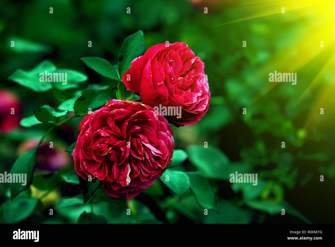 Bunch of old red roses hi-res stock photography and images - Alamy