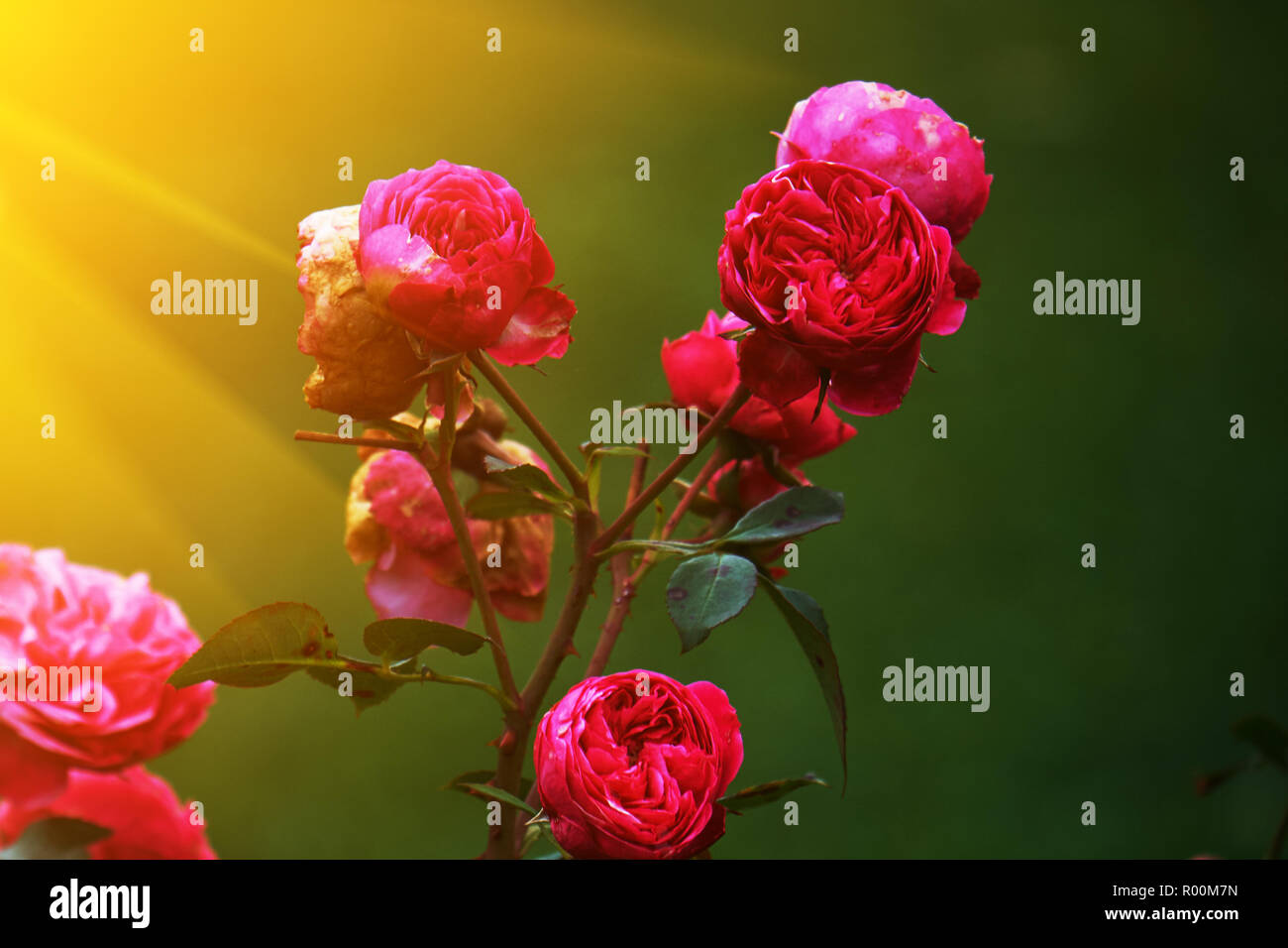 Magic red roses at the green garden bushes Stock Photo - Alamy