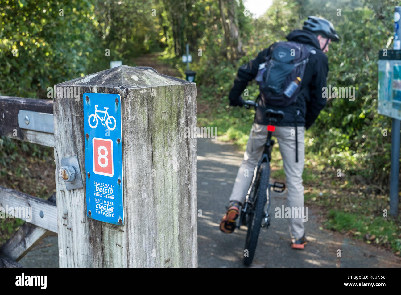 Cyclist looking at a map on the Sustrans route 8 near Port Dinorwic ...