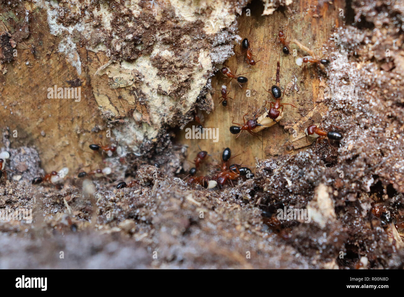 Close up Ants Gathering Stock Photo - Alamy