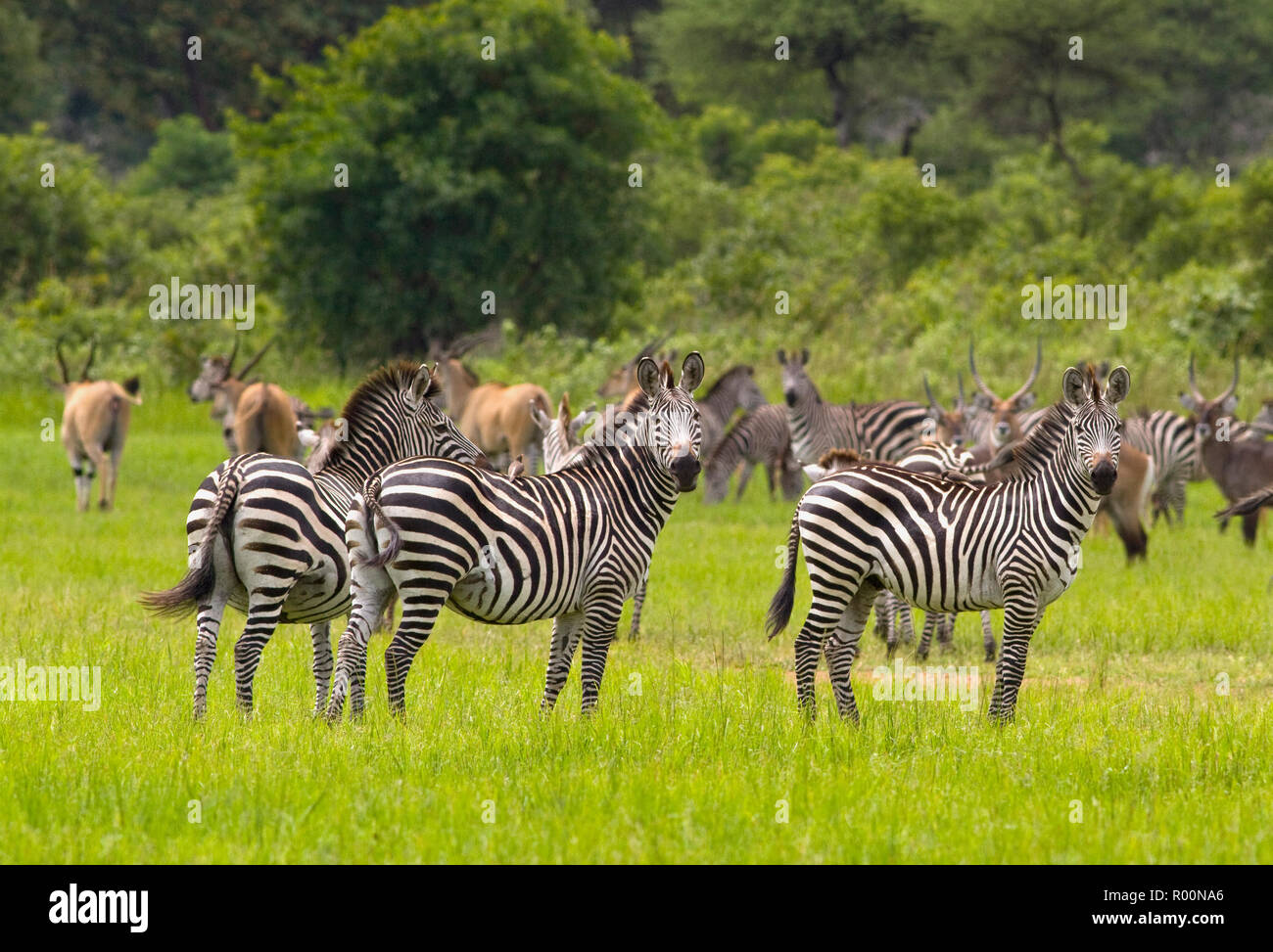 Grassland Herbivores