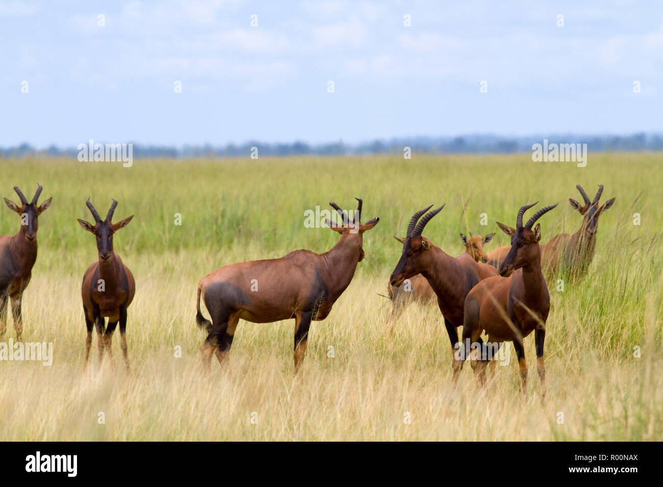 A large antelope that has evolved to live in open grasslands and is the ...