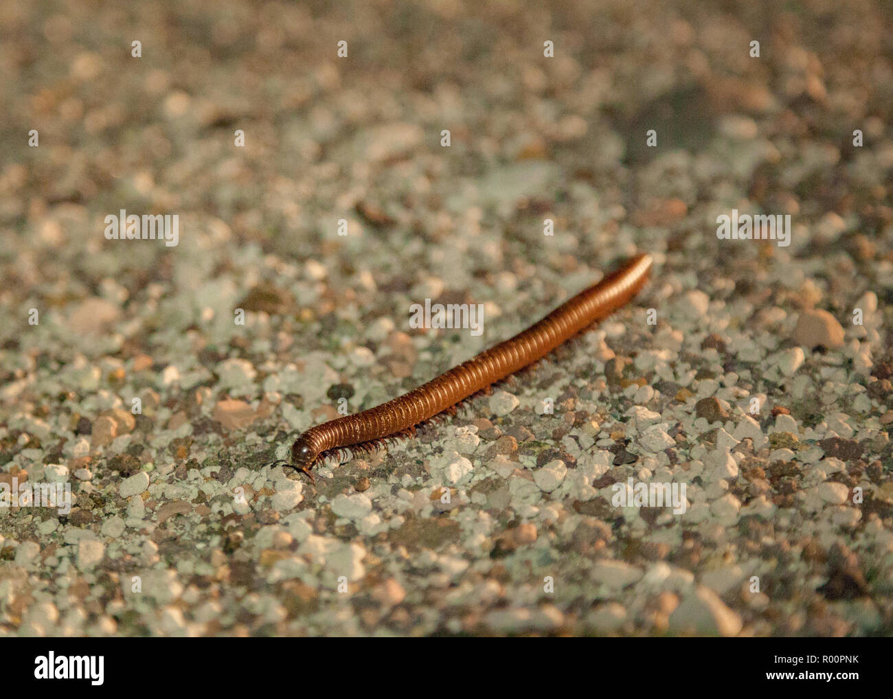 American desert millipede hi-res stock photography and images - Alamy