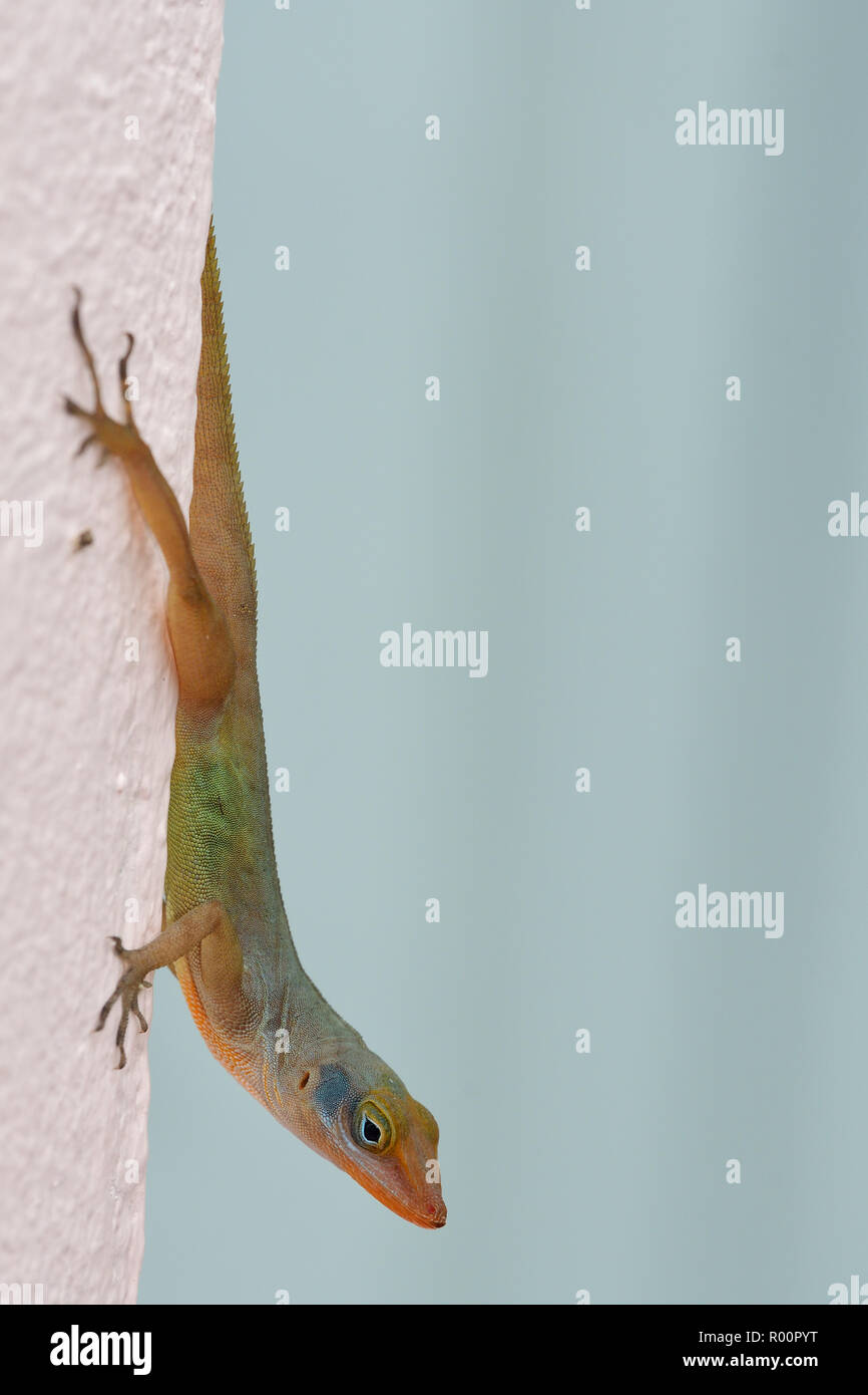 Portrait of a lizard climbing down a wall Stock Photo - Alamy
