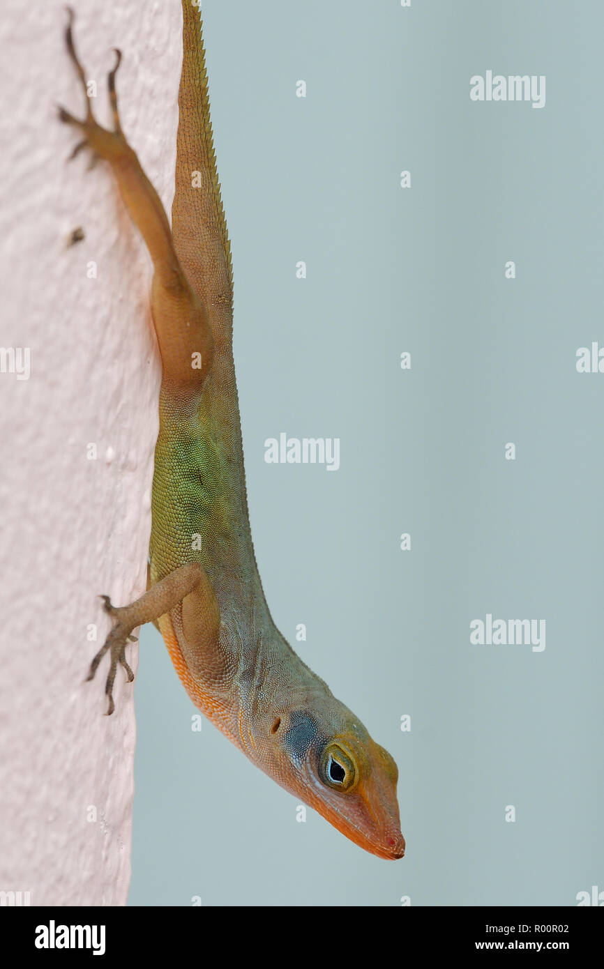 Portrait of a lizard climbing down a wall Stock Photo - Alamy