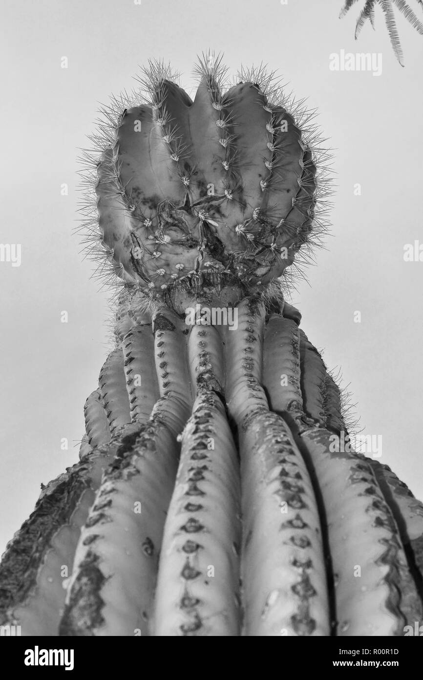 Thorns plant Black and White Stock Photos & Images - Alamy