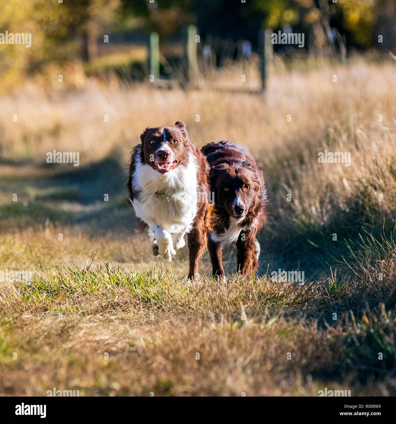 Two Border Collie dogs running outside in a park near Salida; Colorado ...