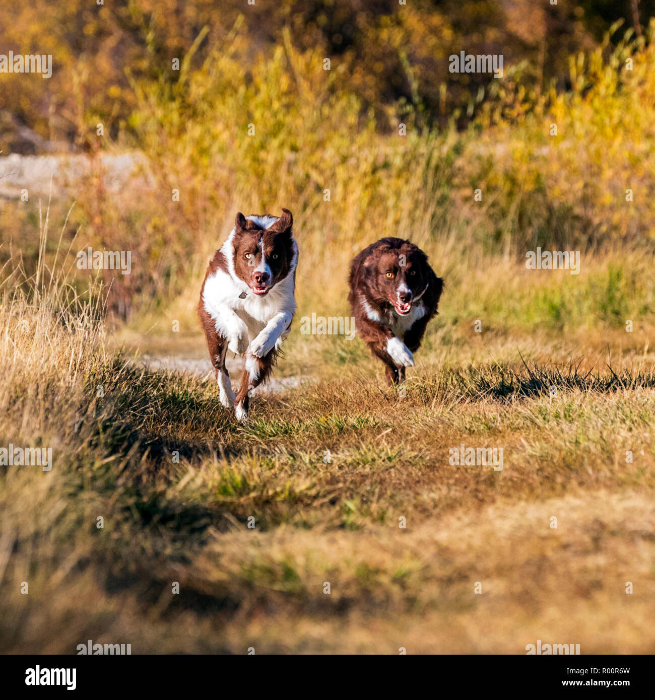 Two Border Collie dogs running outside in a park near Salida; Colorado ...
